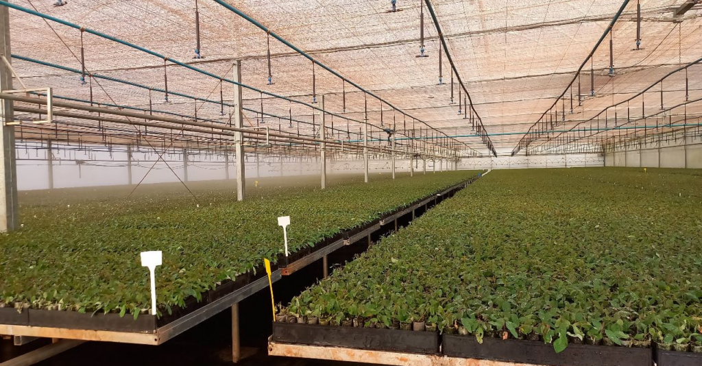 Novo viveiro da Suzano produzirá até 35 milhões de mudas de eucalipto ...